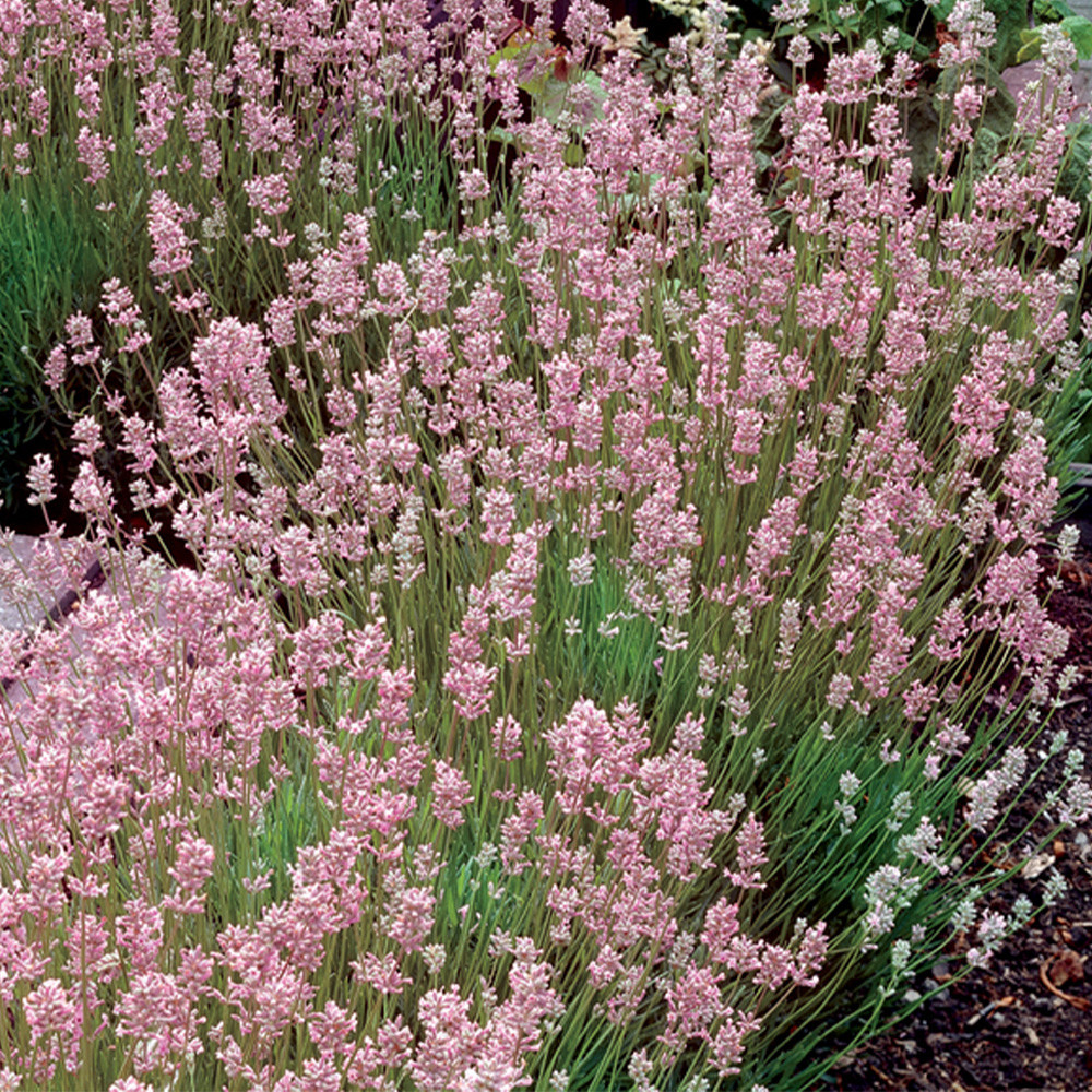 Lavender Rosea | J Parker Dutch Bulbs