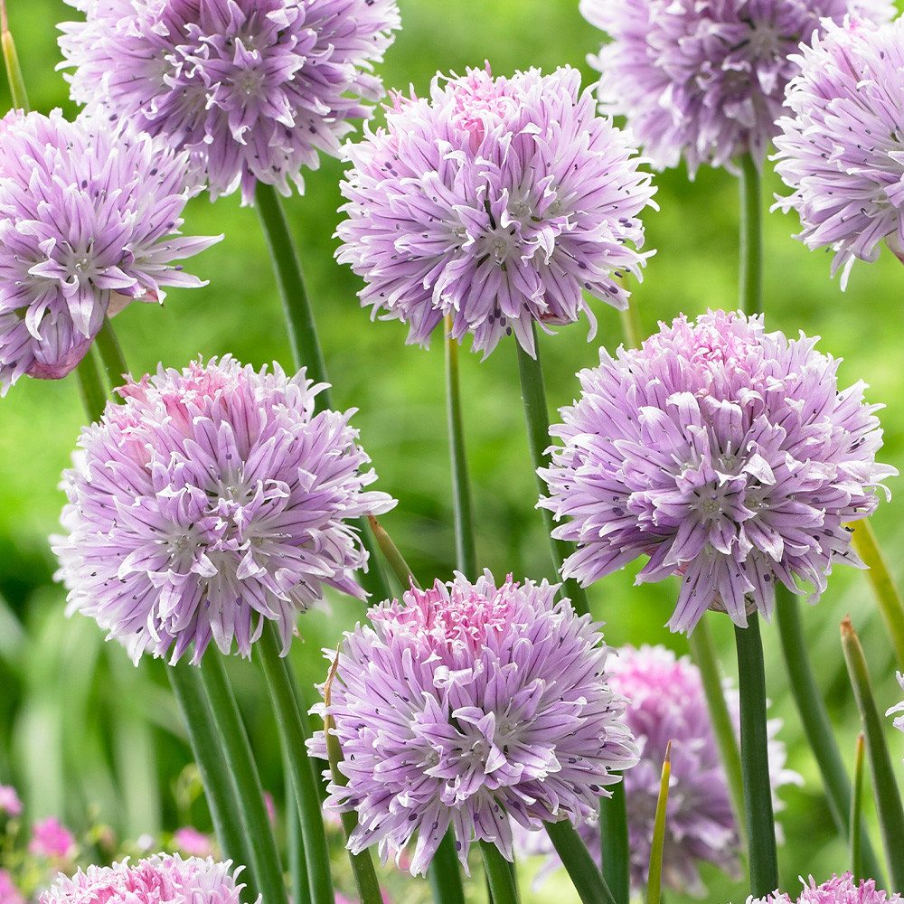 Allium Ledebourianum - JParkers