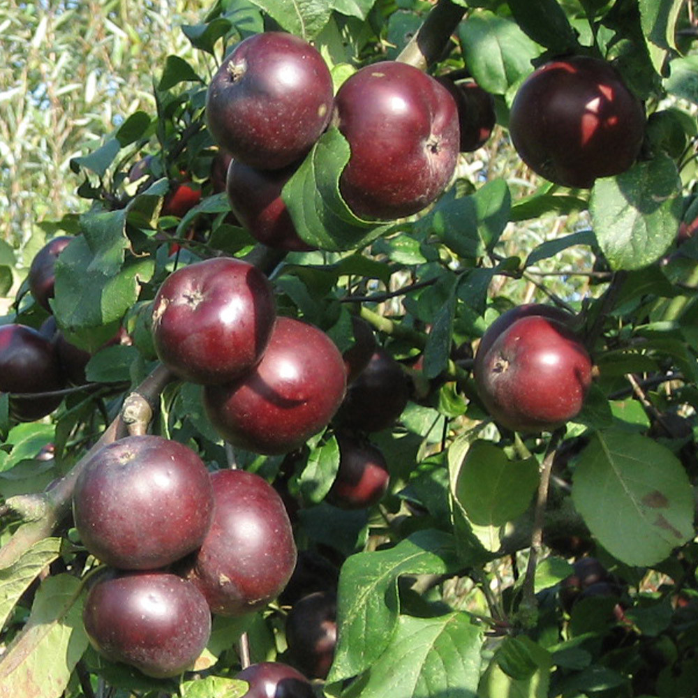 Buy Apple Api Noir - J Parker Dutch Bulbs