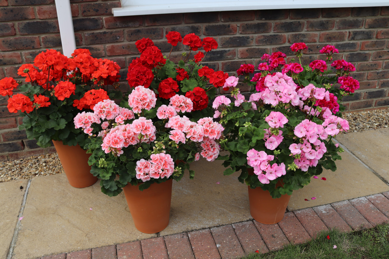 Geranium Grandeur Power Mixed | J Parker Dutch Bulbs