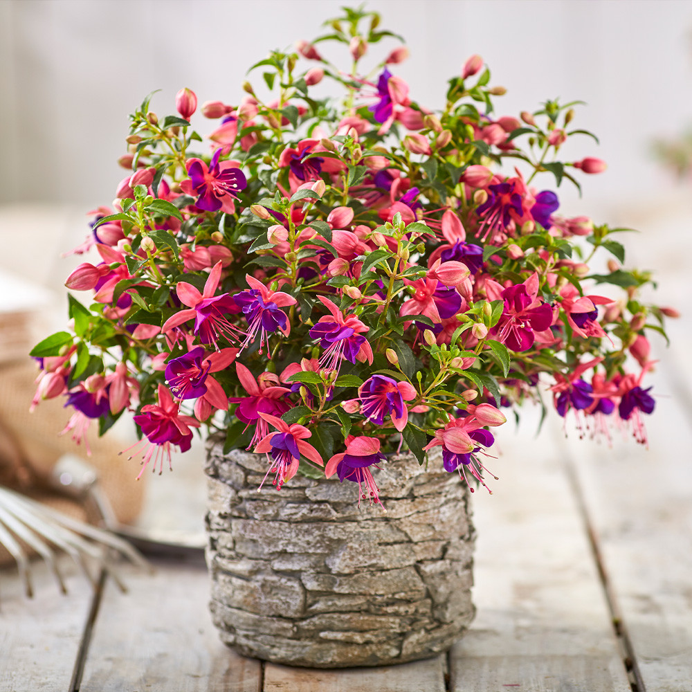 Shop Fuchsia Patio Fairy Pink-Blue | J. Parker's