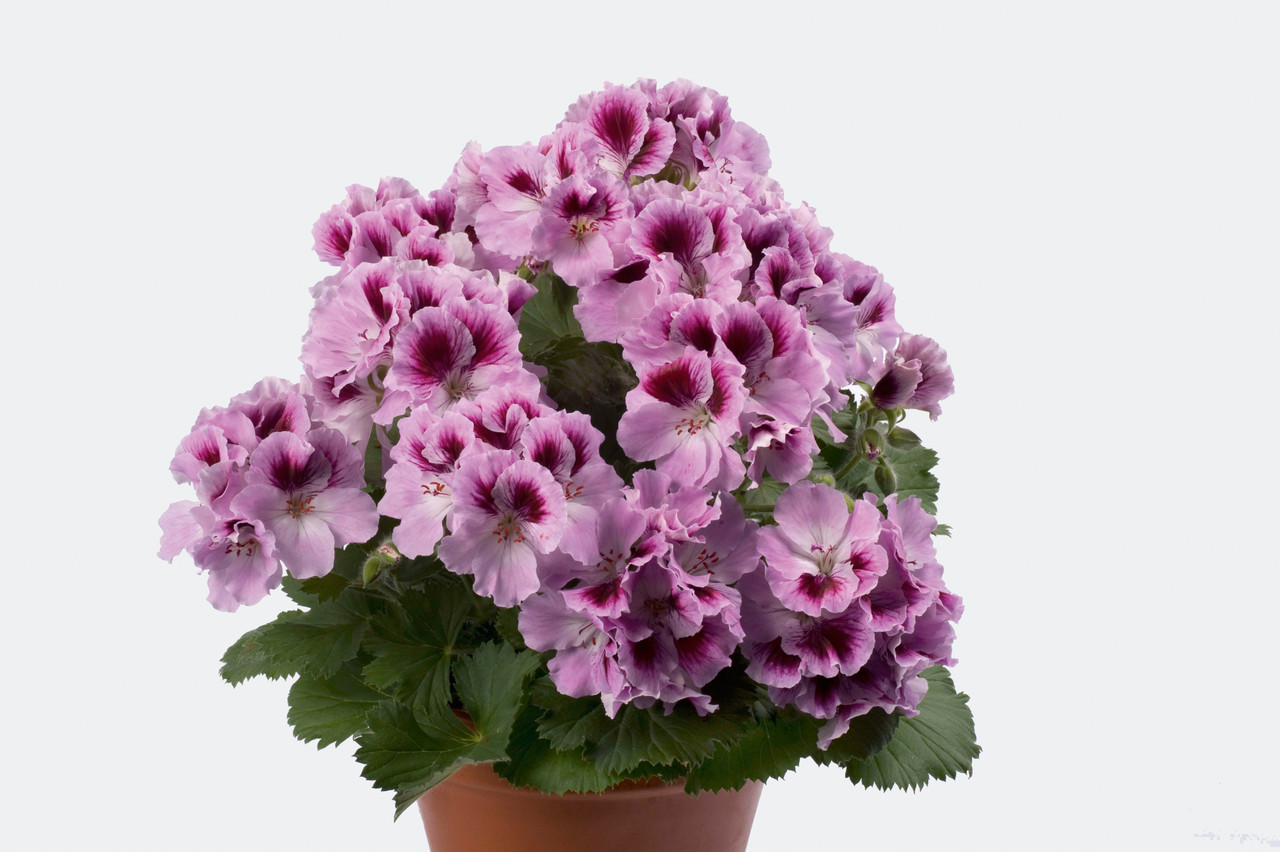Buy Geranium Aristo Orchid | J Parker Dutch Bulbs