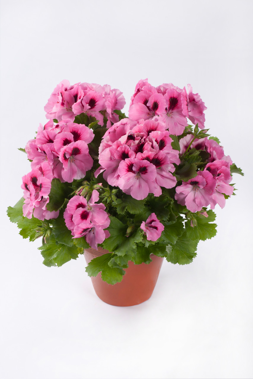 Buy Geranium Aristo Pink | J Parker Dutch Bulbs
