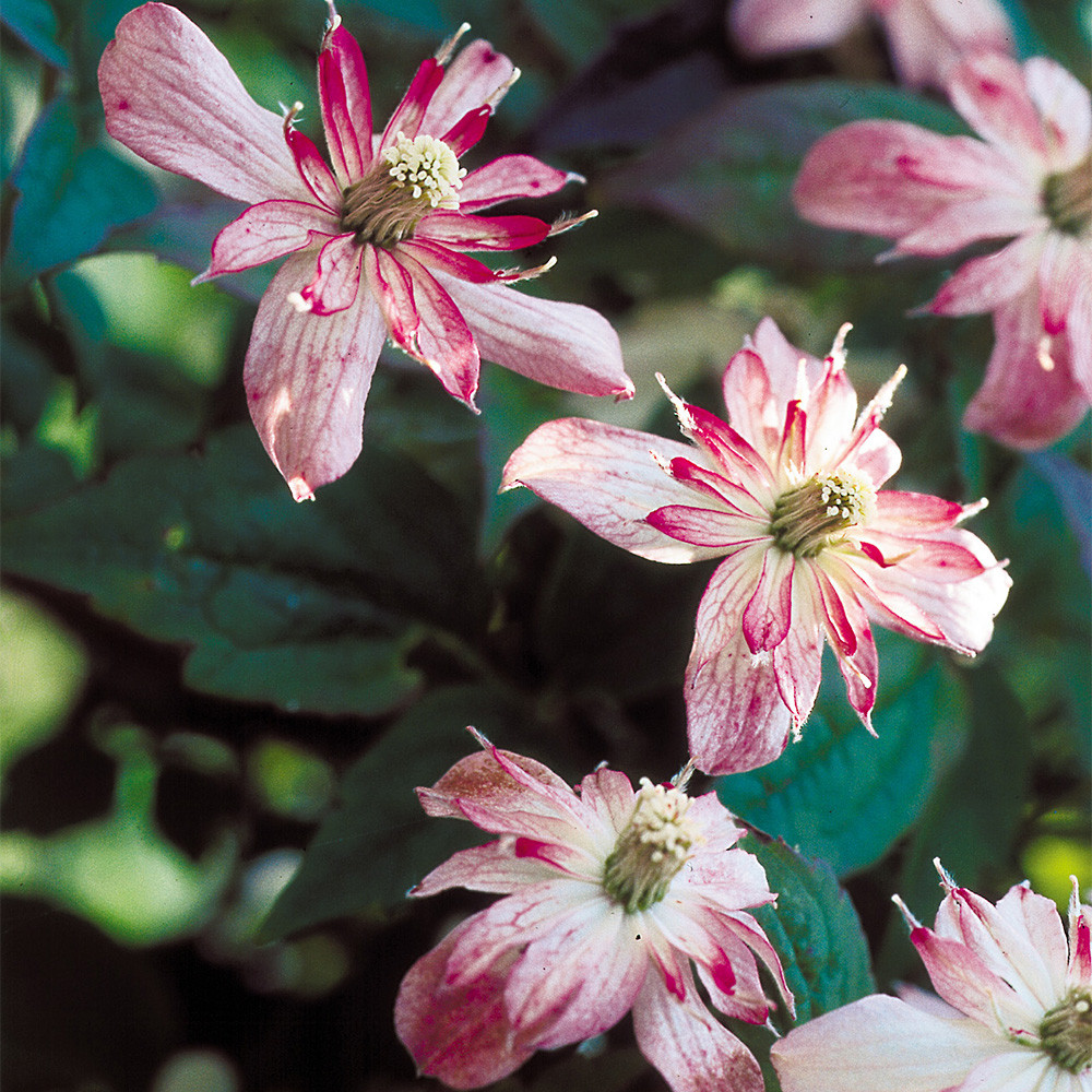 Buy Clematis montana 'Marjorie' | J Parker Dutch Bulbs