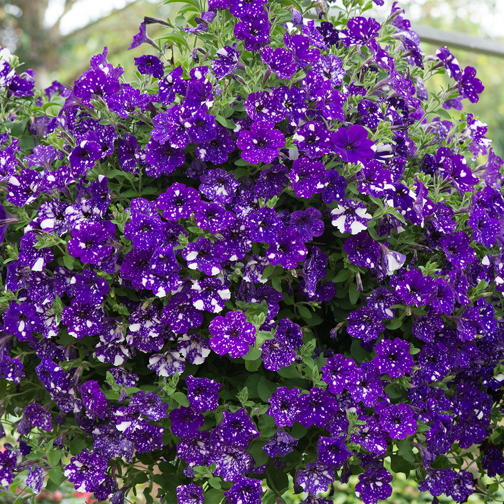 Starry Sky Flowers Spotted Petunia Night Sky Flowers, Garden, Flower,