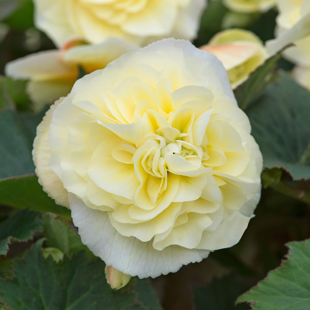 Buy Begonia Sweet Spice Citrus Plants | J Parker's