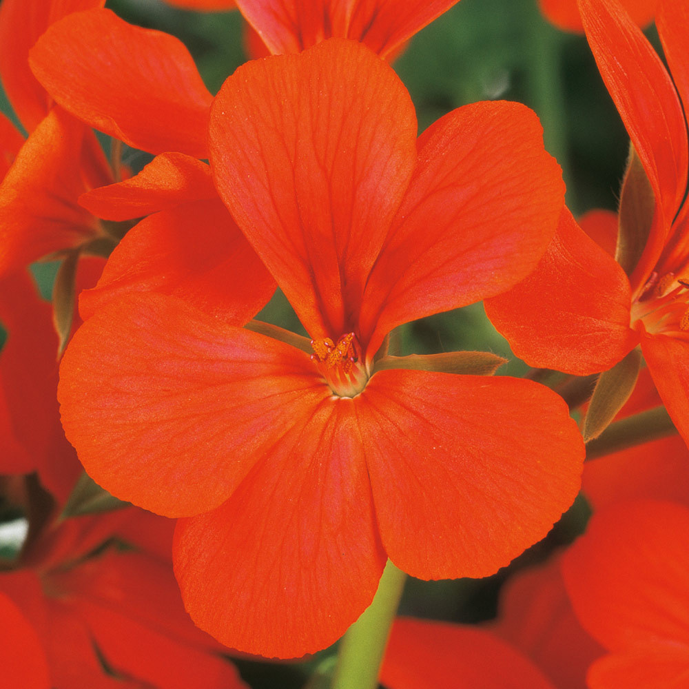 Geranium Single Trailing Orange | J Parker Dutch Bulbs