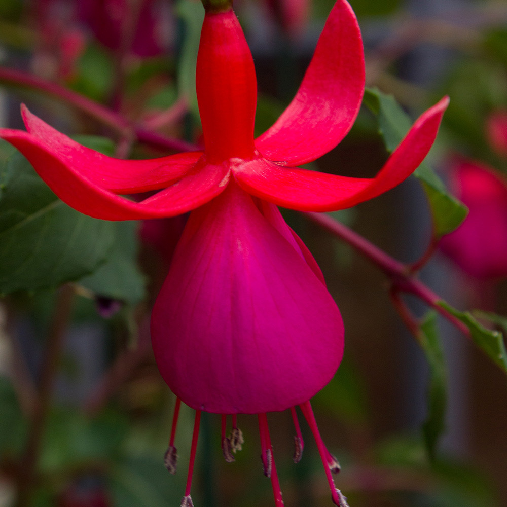 Fuchsia Pink Fizz (Climbing) | J Parker Dutch Bulbs