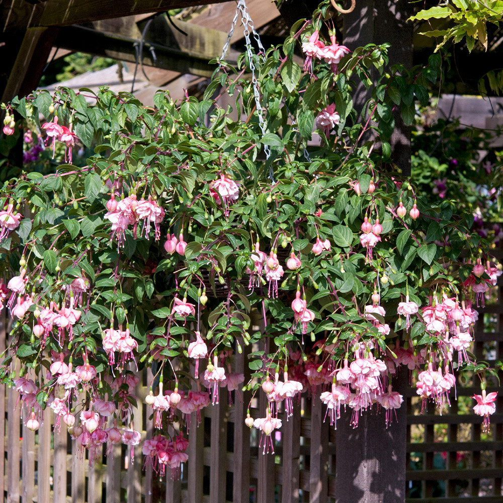 Buy Fuchsia Southgate at jparkers.co.uk