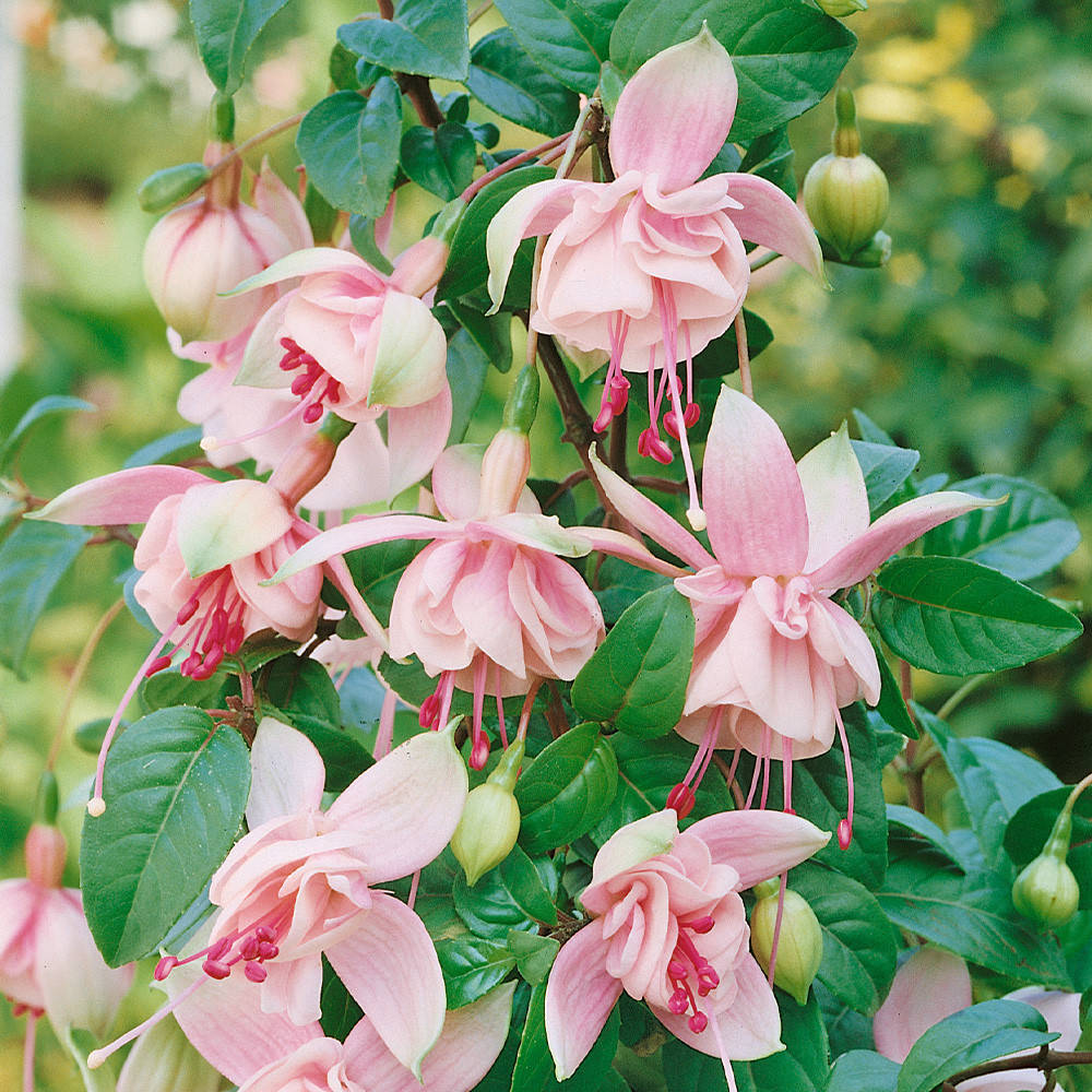 Buy Fuchsia Southgate at jparkers.co.uk