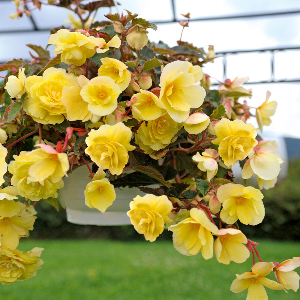 Begonia Illumination Lemon | J Parker Dutch Bulbs