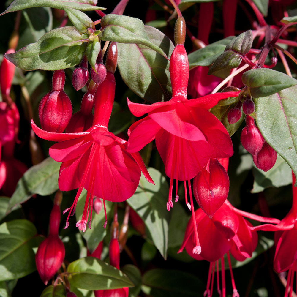 Fuchsia Marinka AGM (Trailing) | J Parker Dutch Bulbs
