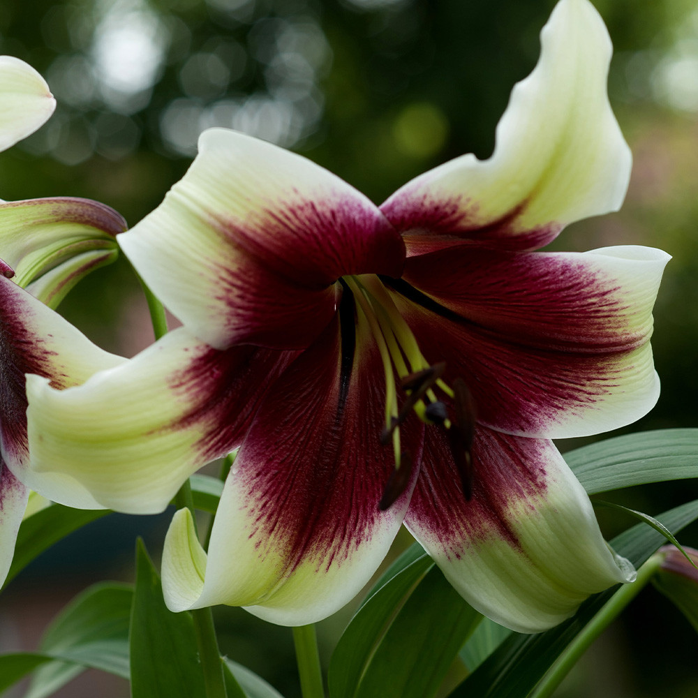 Lilium Kushi Maya - JParkers