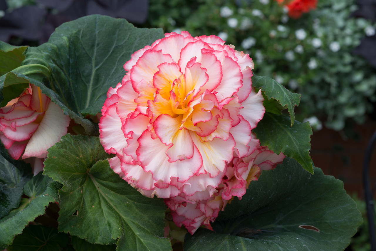 Begonia Majestic Pink Picotee (Garden Ready) | J Parker Dutch Bulbs