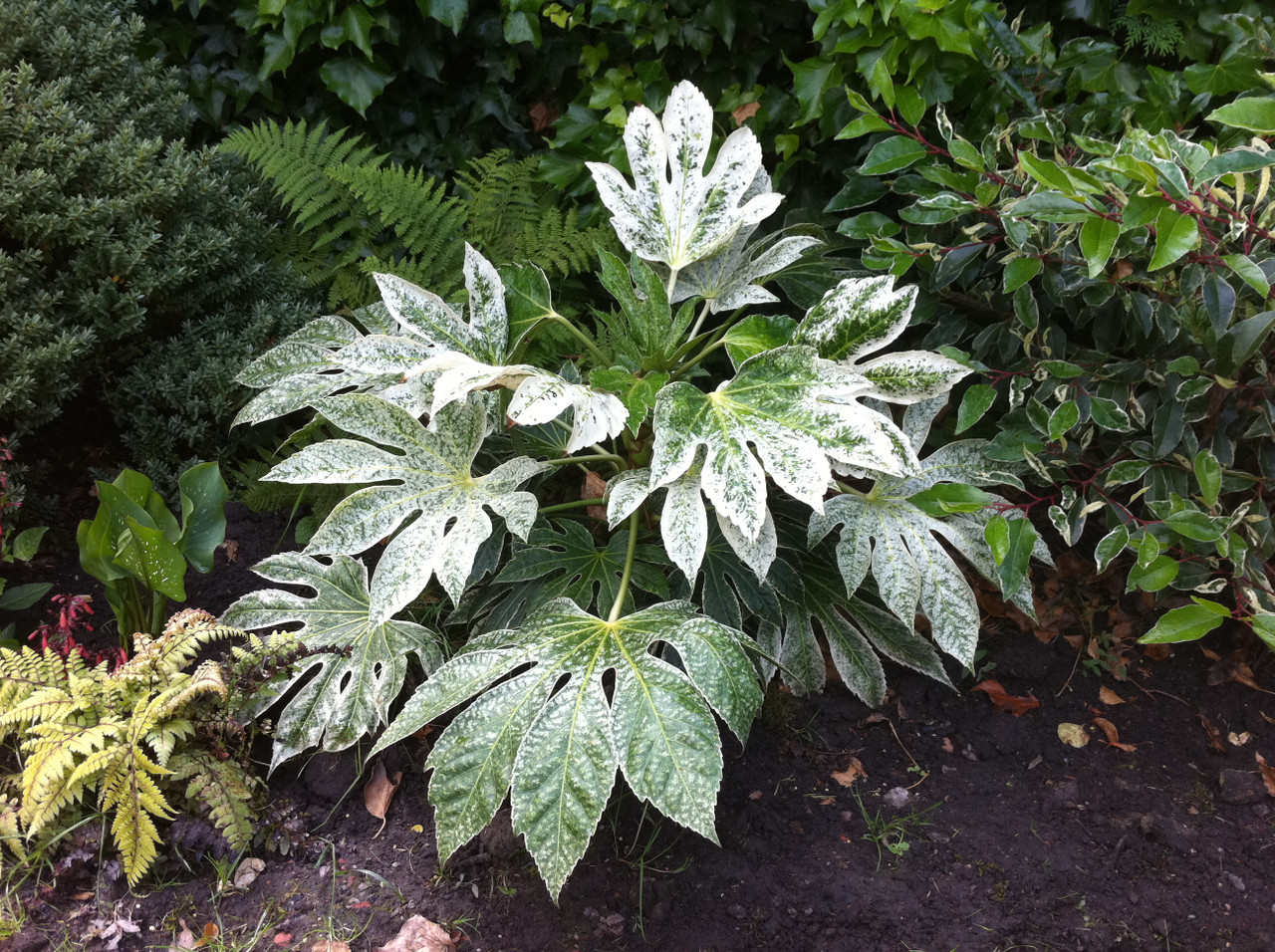 Fatsia japonica Spiders Web | J Parker Dutch Bulbs