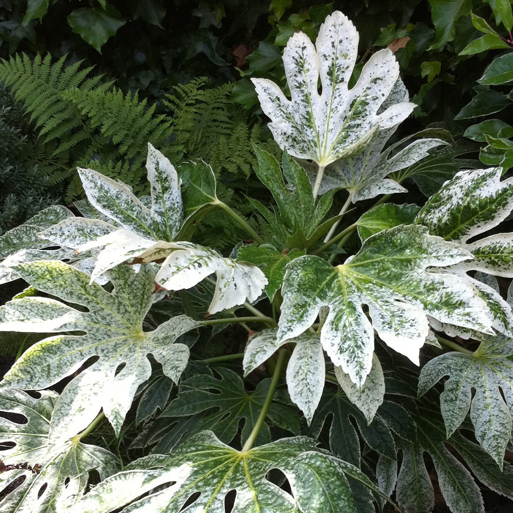 Fatsia japonica Spiders Web | J Parker Dutch Bulbs
