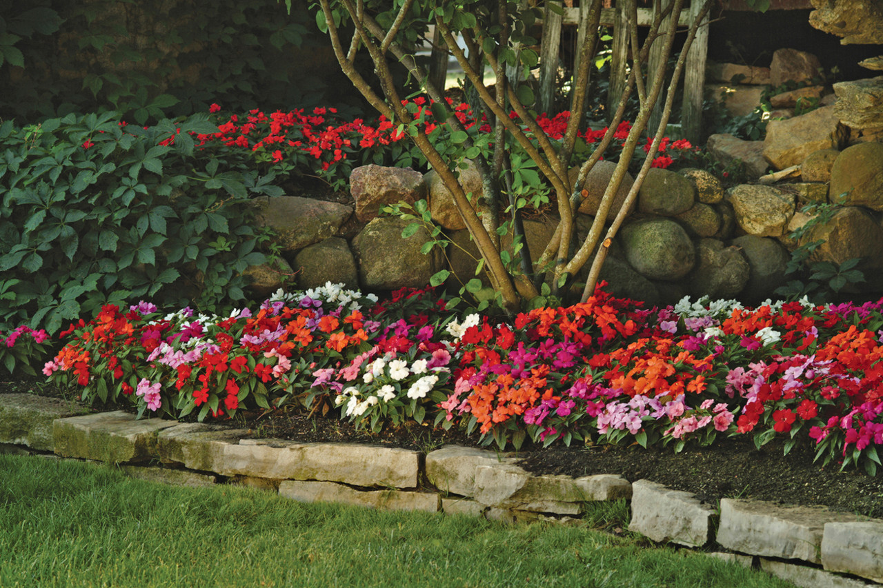 Impatiens Garden Design Bringing Impatiens Inside – Can You Grow