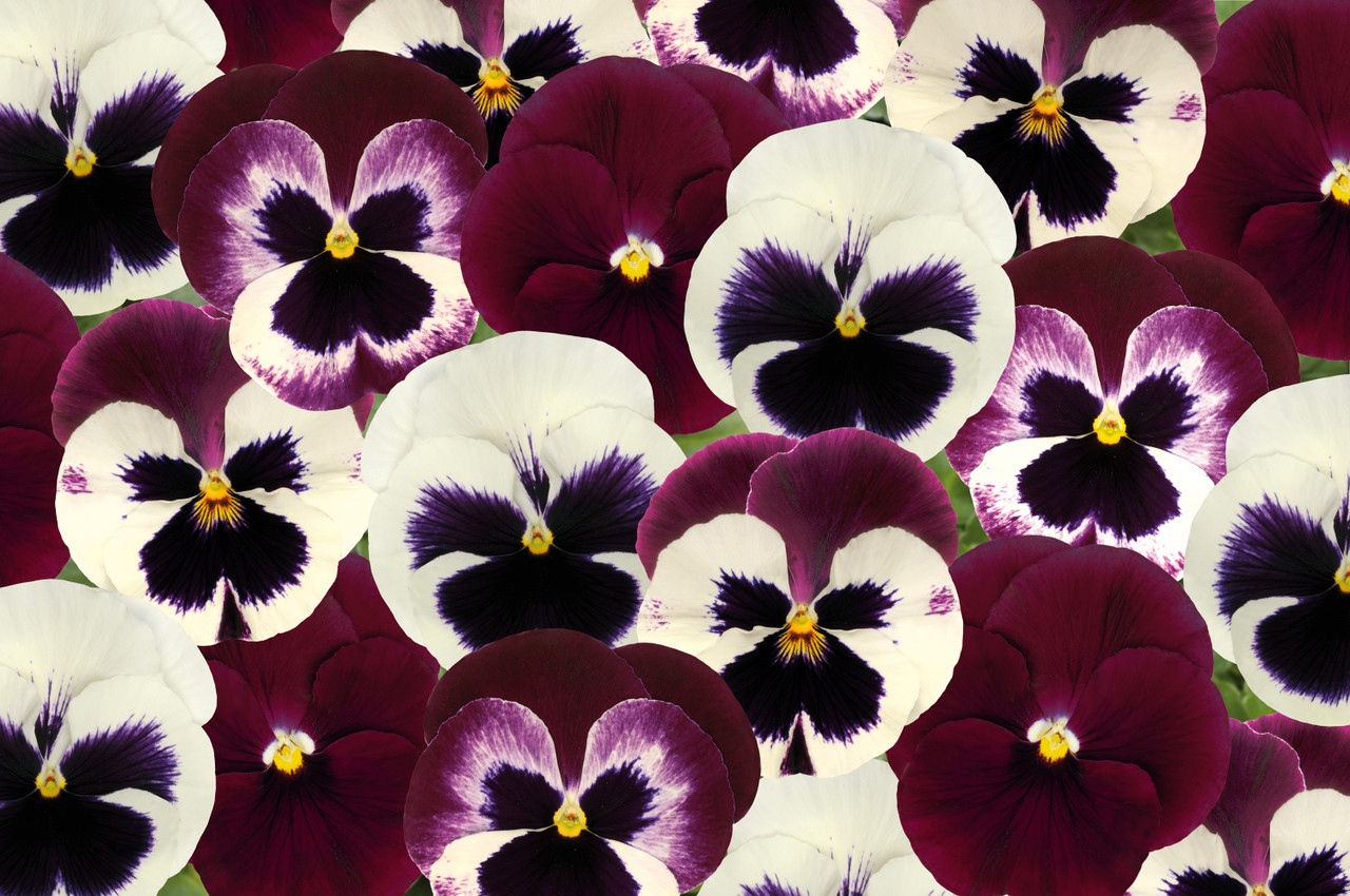 Buy Pansy Raspberry Sundae Mixed | J Parker Dutch Bulbs
