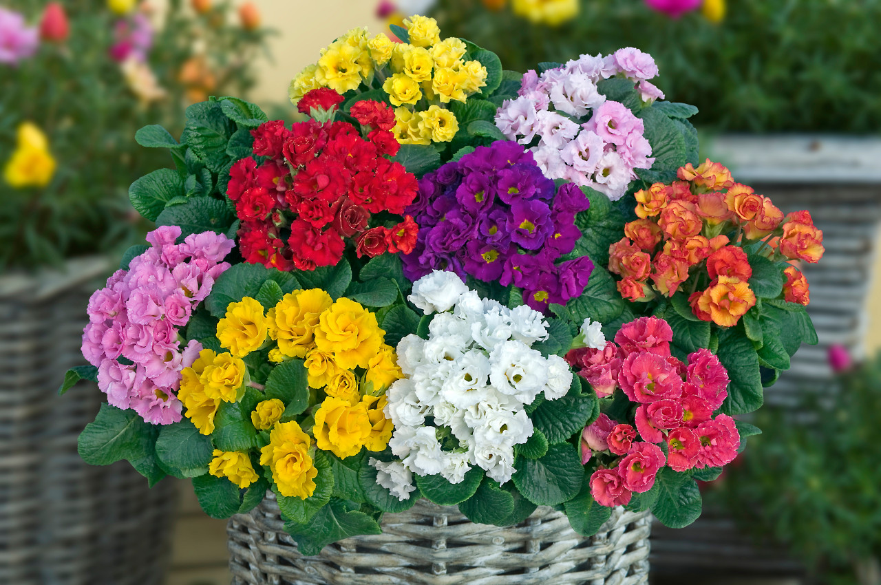 Buy Primula Primlet (Maxi Plugs) - J Parker Dutch Bulbs