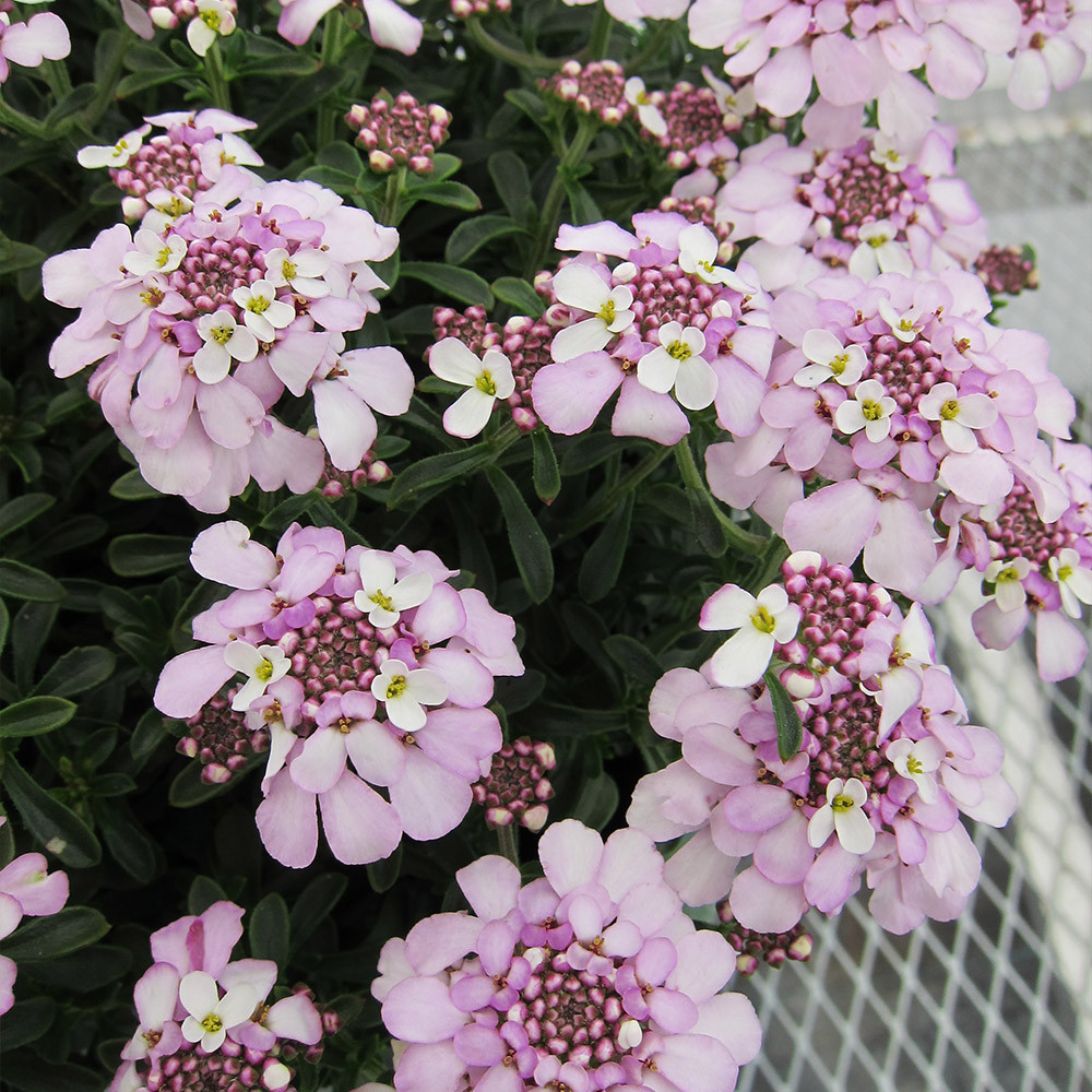 Iberis Pink Ice | J Parker Dutch Bulbs