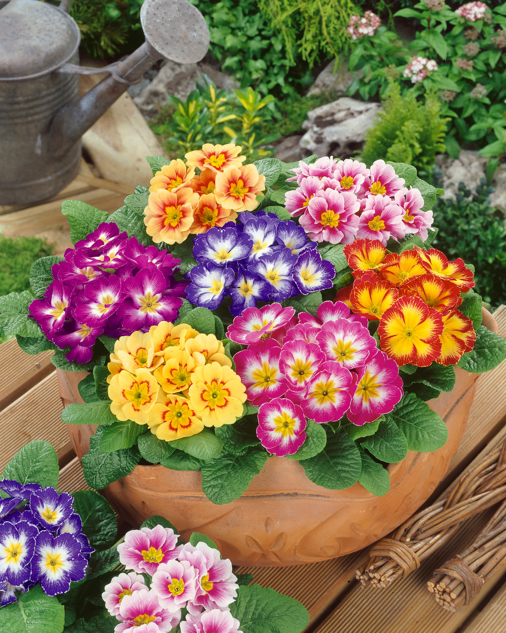 primula colours