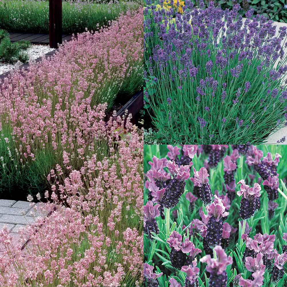 Lavender Mixed | J Parker Dutch Bulbs