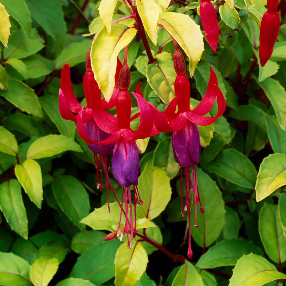 Fuchsia Genii (Hardy) | J Parker Dutch Bulbs