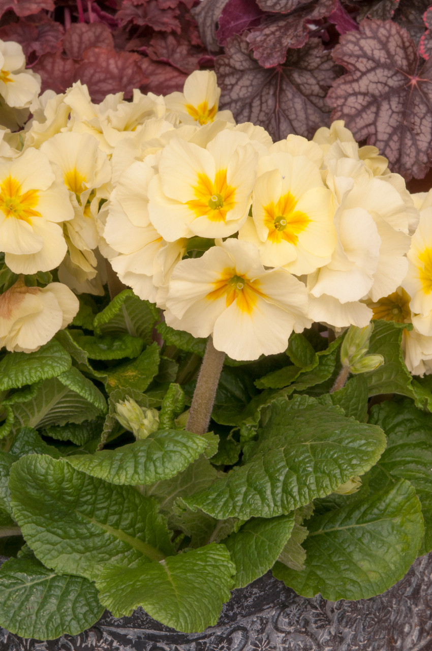 Primula Showstopper Lime/Cream (Garden Ready) | J Parker Dutch Bulbs