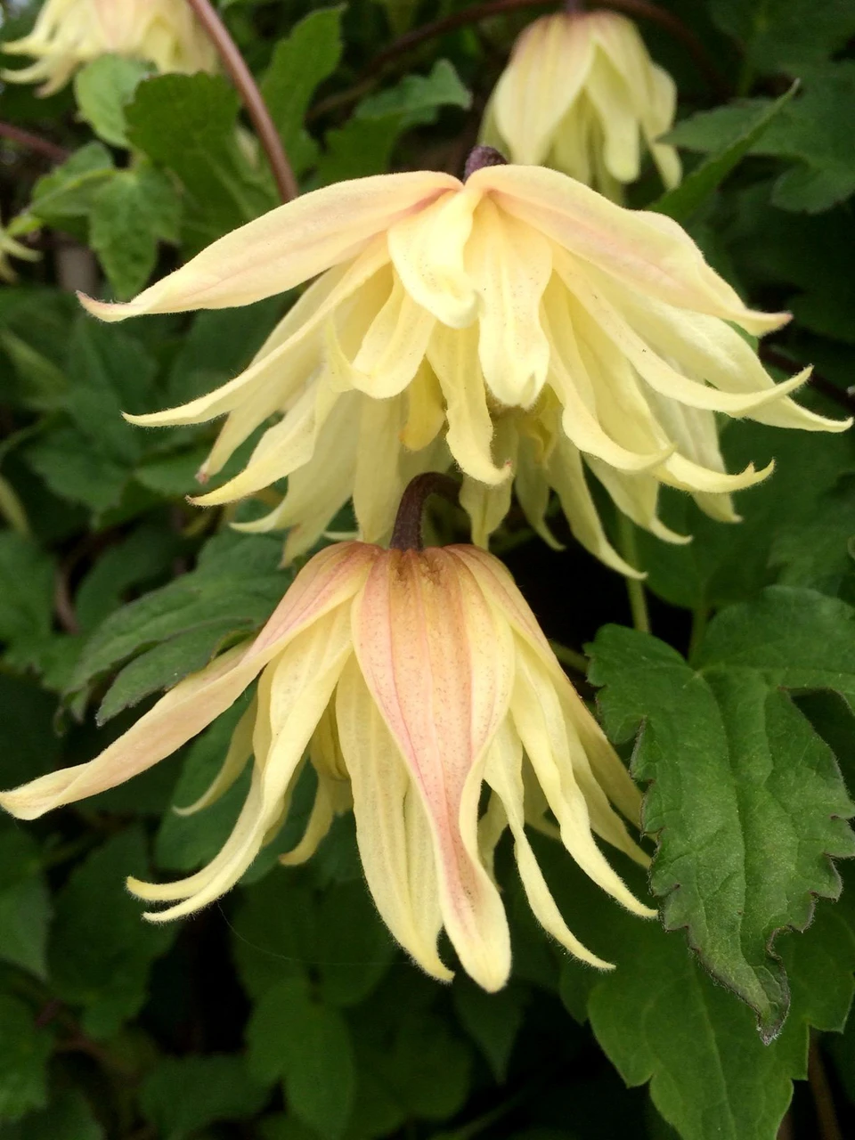 Buy Clematis koreana Amber | J Parker Dutch Bulbs