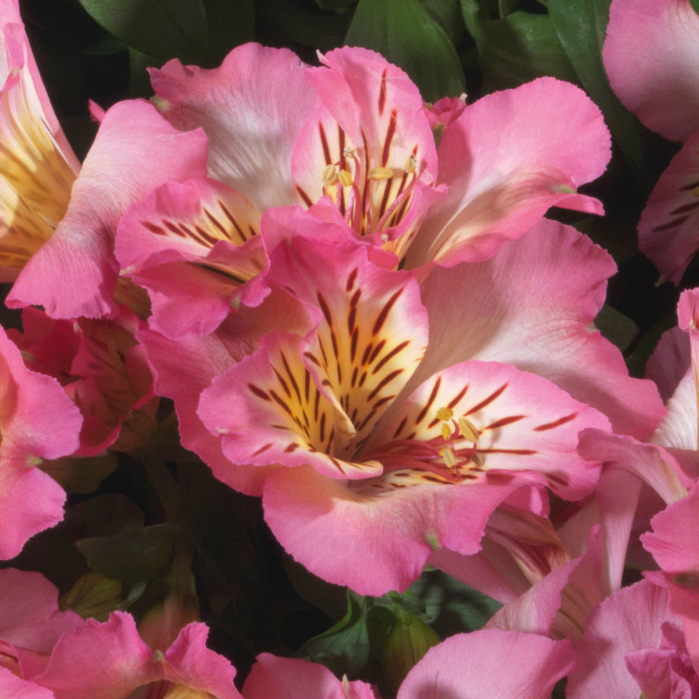 Alstroemeria Inticancha Sunshine (Compact Habit) | J Parker Dutch Bulbs
