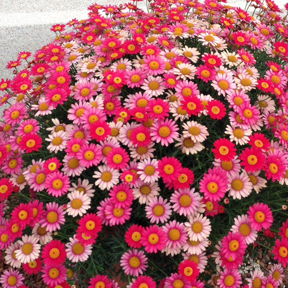Argyranthemum aramis bicolour Fire | J Parker Dutch Bulbs