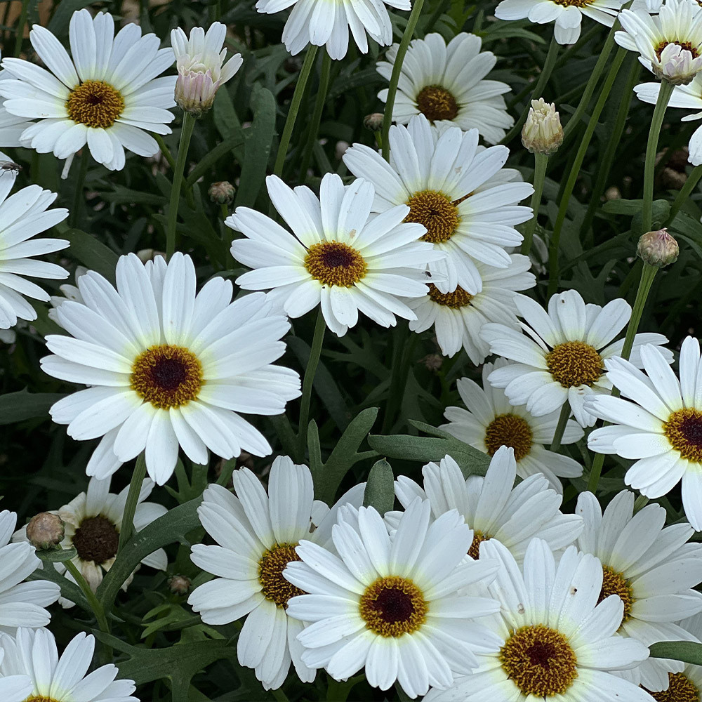 Argyranthemum Grandaisy Ivory White | J Parker Dutch Bulbs