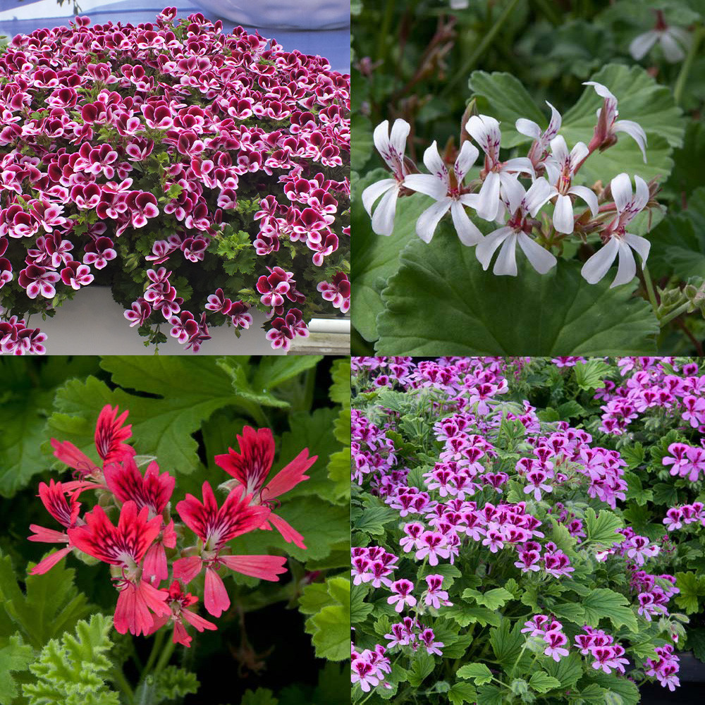 Geranium Scented Mixed | J Parker Dutch Bulbs