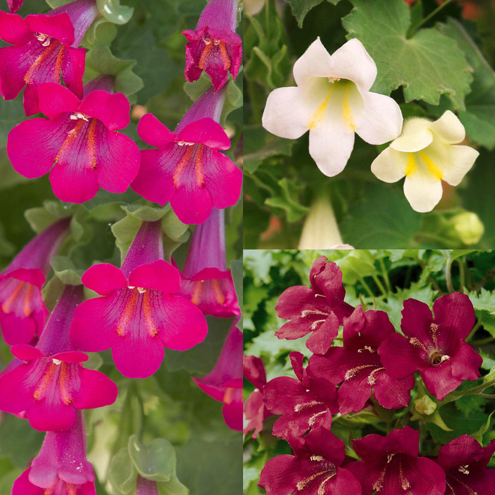 Lofos Mixed | J Parker Dutch Bulbs