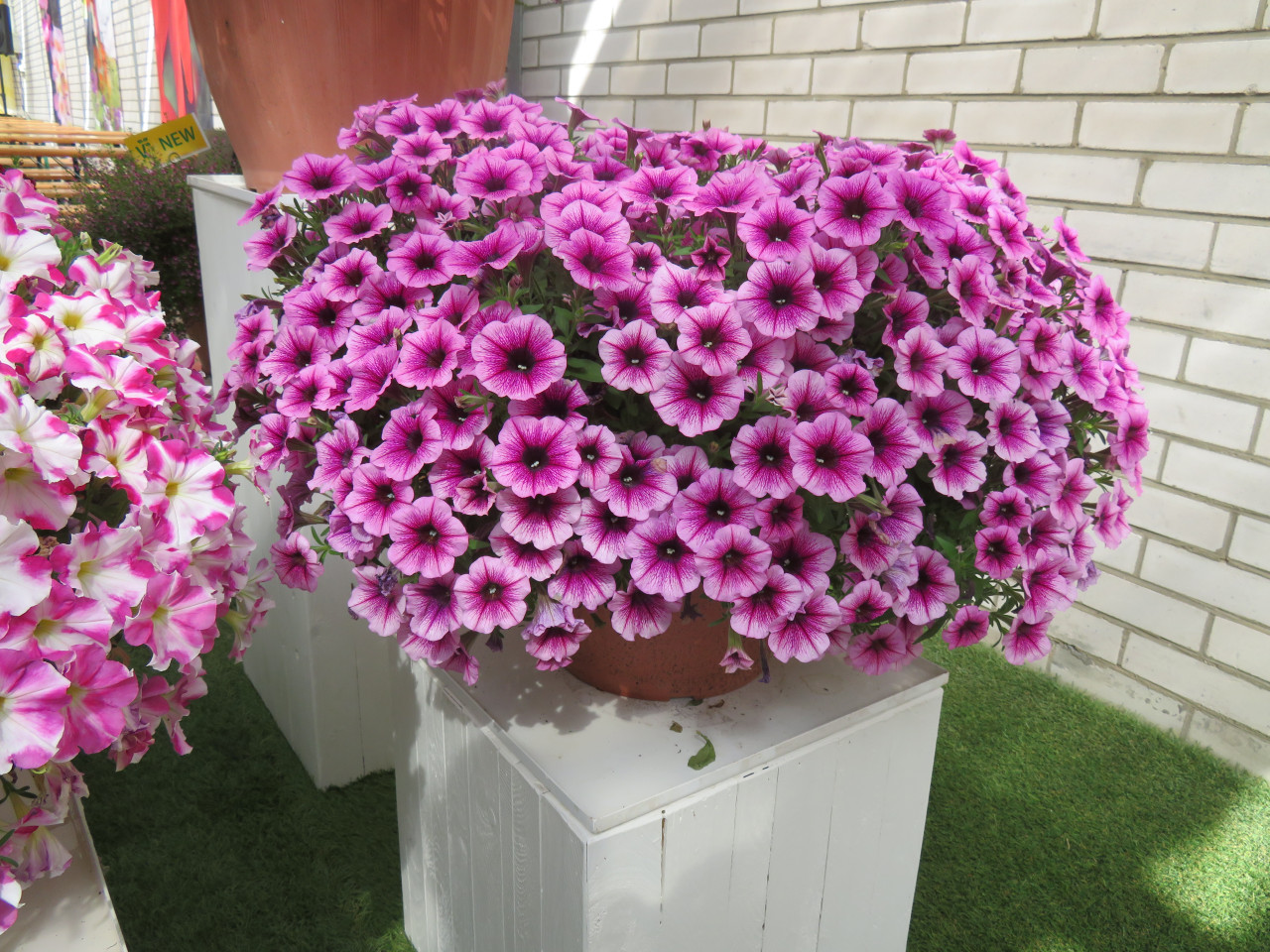 Petunia Pegasus Raspberry Vein | J Parker Dutch Bulbs