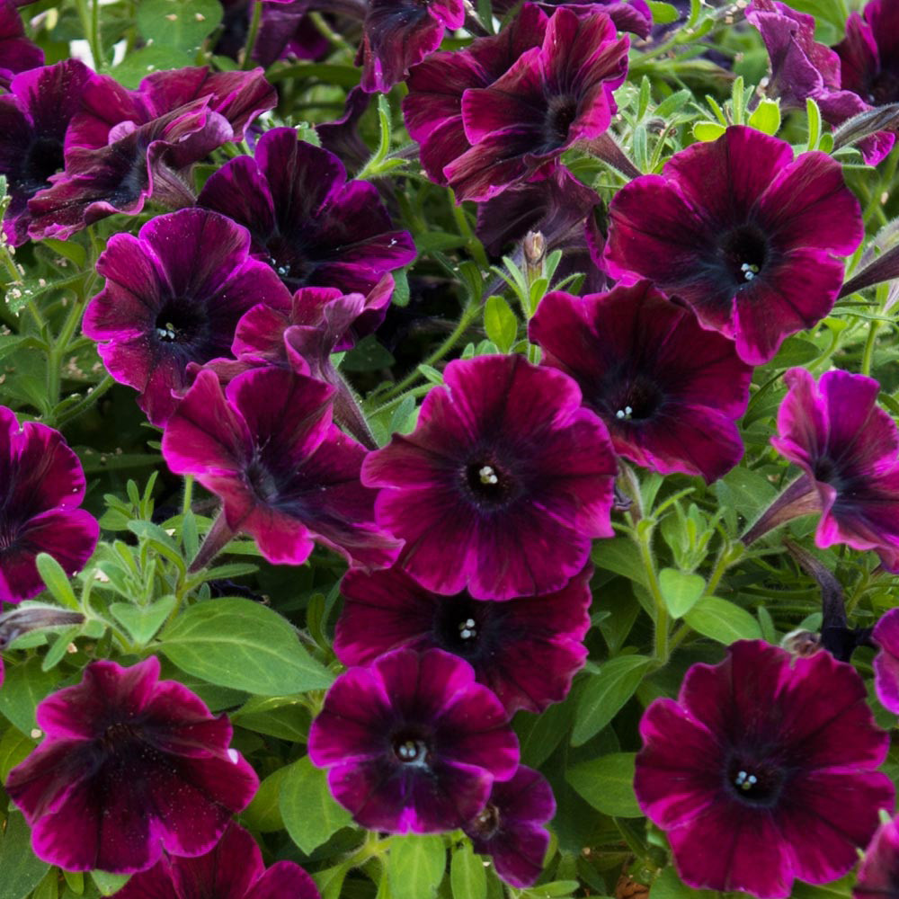 Petunia Sweetunia Johnny Flame | J Parker Dutch Bulbs