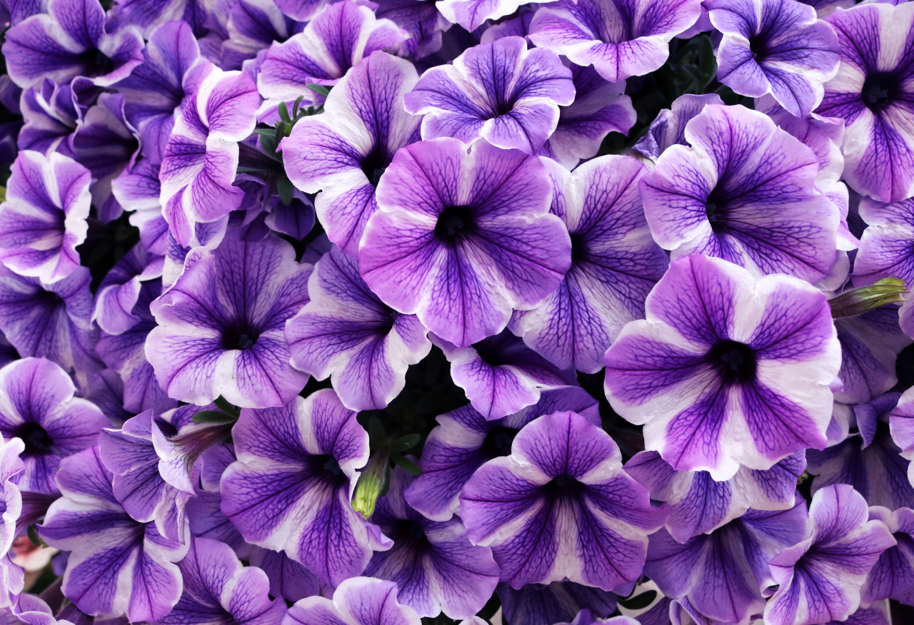 Petunia Sweetunia Starfish | J Parker Dutch Bulbs