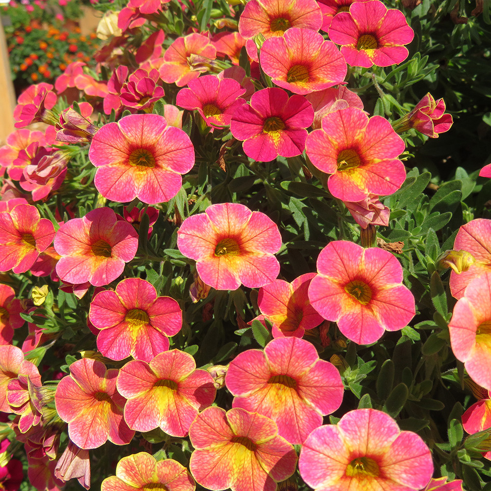 Calibrachoa Calita Apricot Shades | J Parker Dutch Bulbs