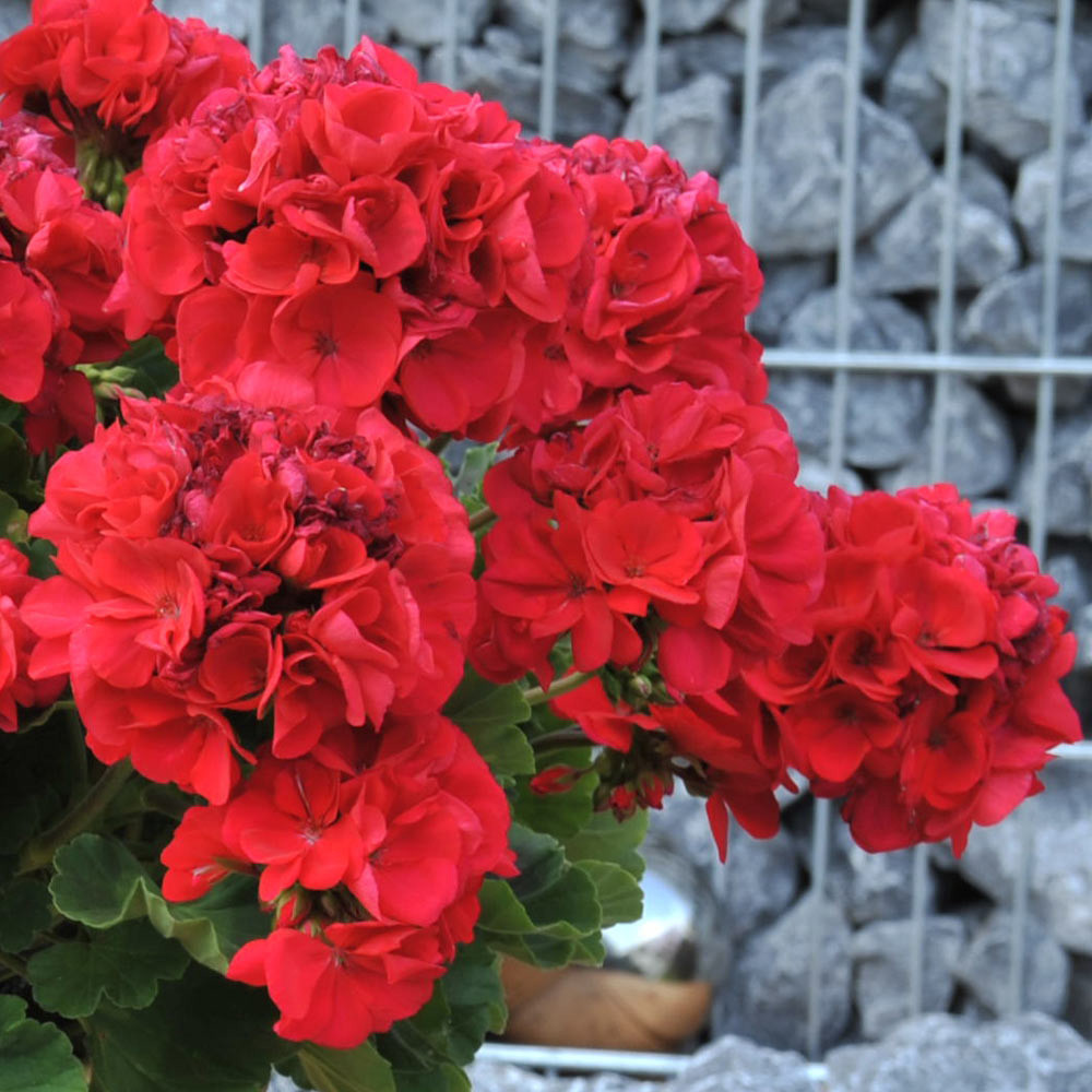 Buy Patio Geranium Big Ezee Red | J Parker Dutch Bulbs