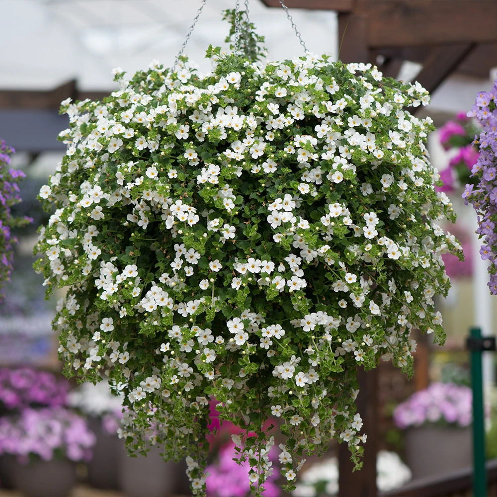 Bacopa White