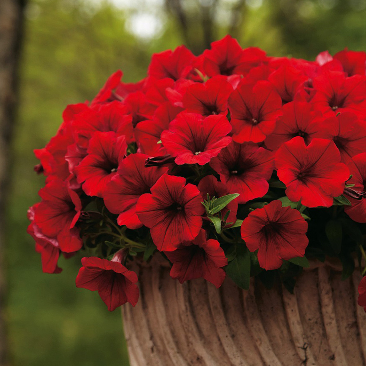 Petunia surfinia store