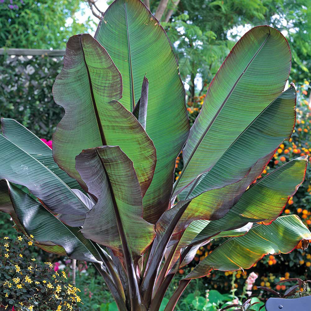 Shop Musa Ensete Maurelii | J. Parker's