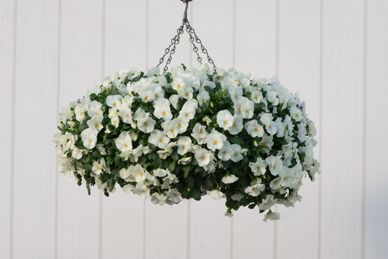 Trailing Pansy Cool Wave White | J Parker Dutch Bulbs