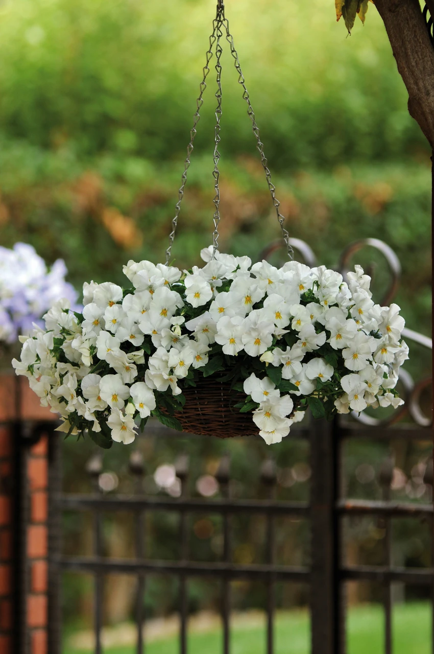 Trailing Pansy Cool Wave White | J Parker Dutch Bulbs