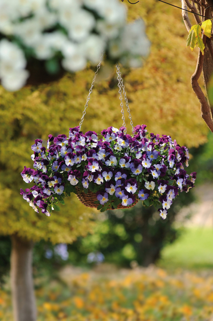 Trailing Pansy Cool Wave Violet Wing | J Parker Dutch Bulbs