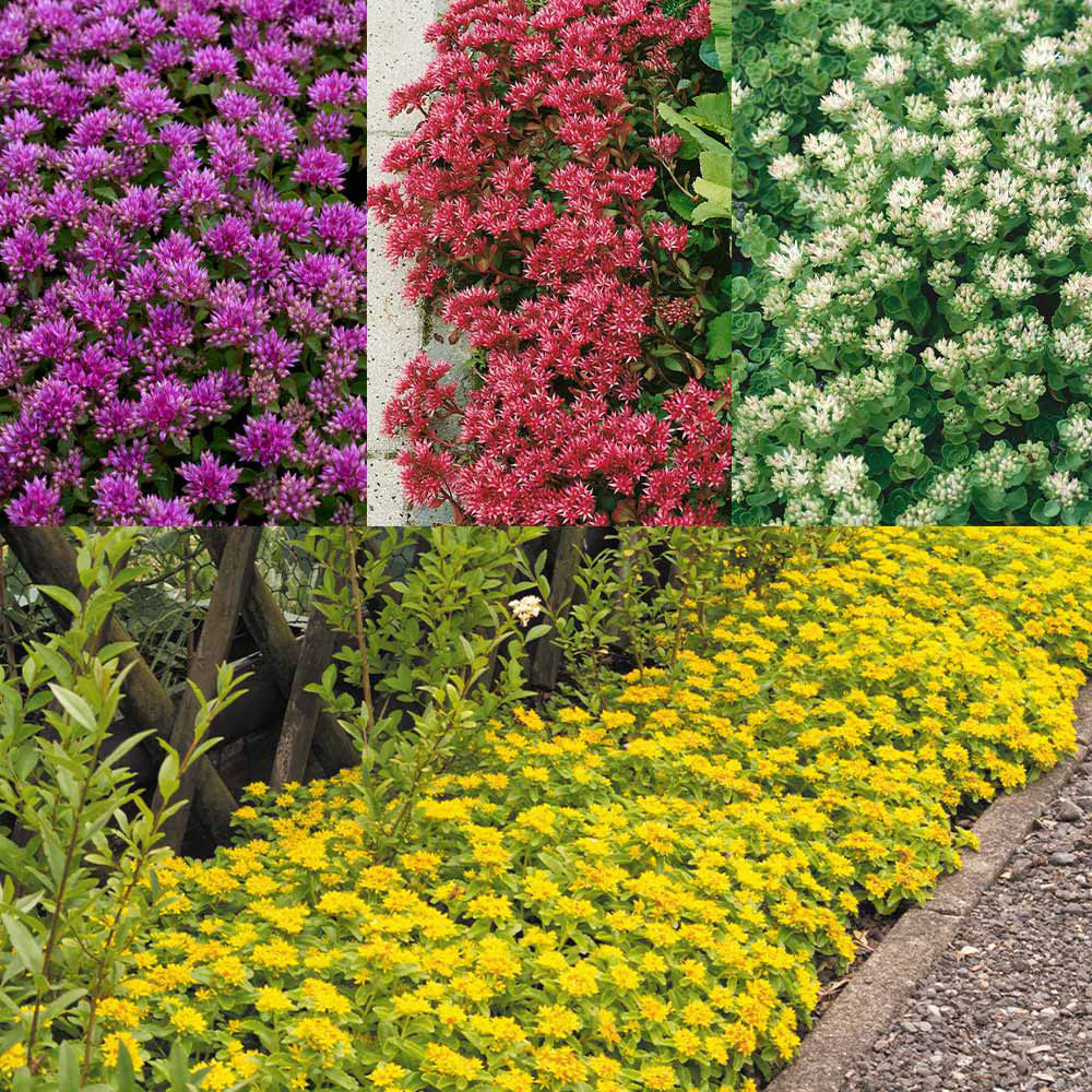 Ground Cover Sedum Mixed (7cm Modules) | J Parker Dutch Bulbs