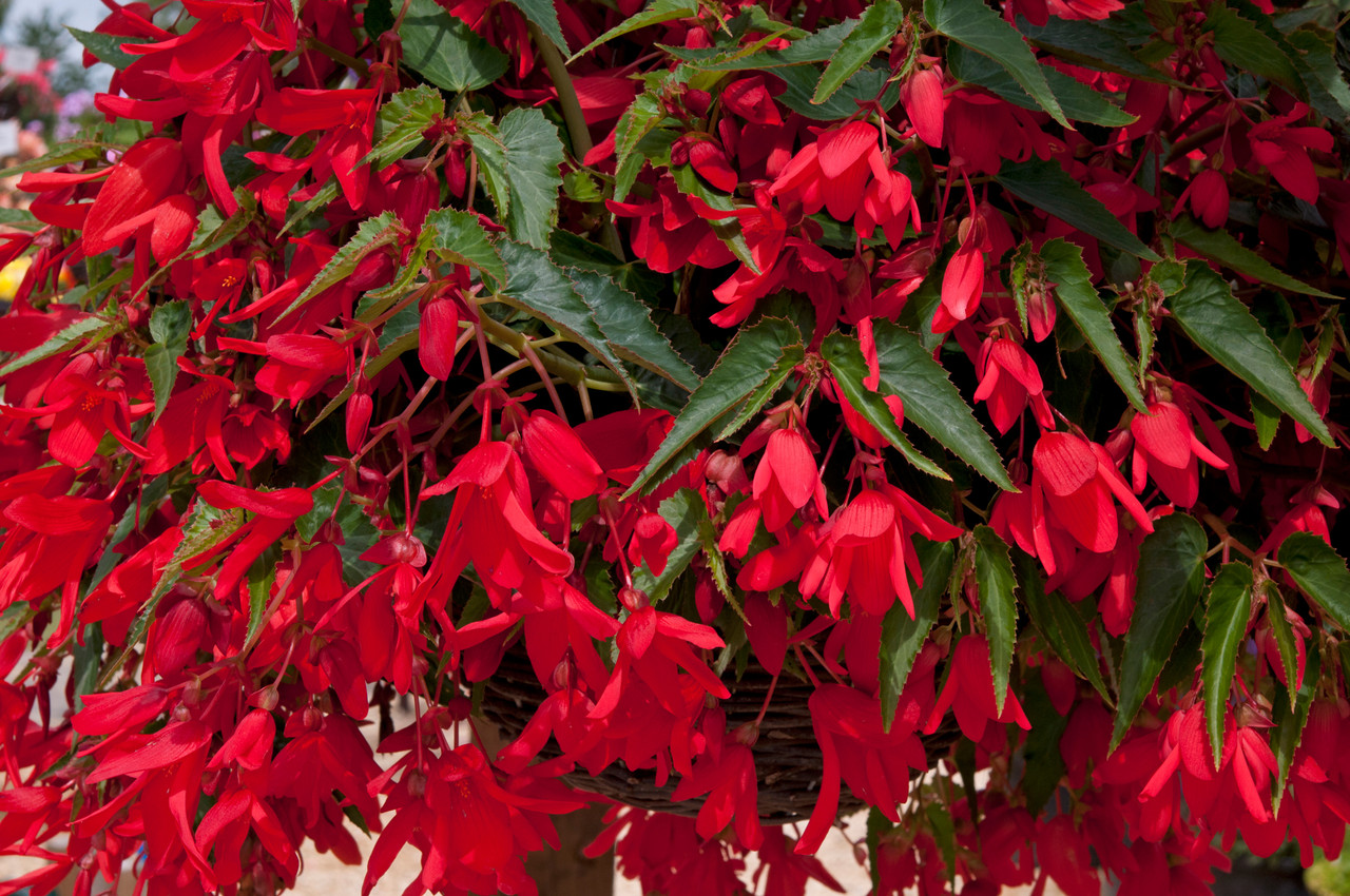 Begonia Starshine Red | J Parker Dutch Bulbs