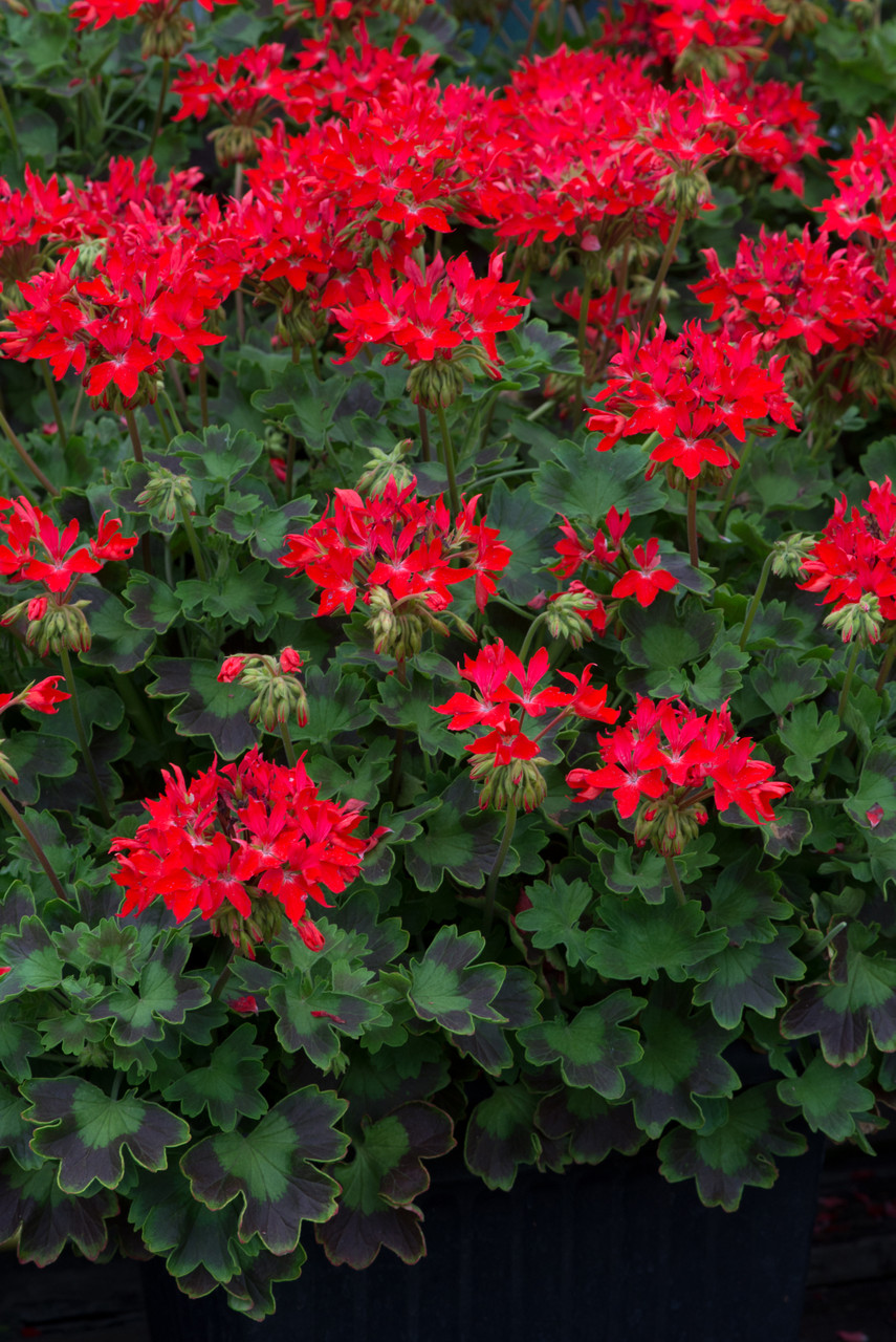 Geranium Summer Twist Red | J Parker Dutch Bulbs