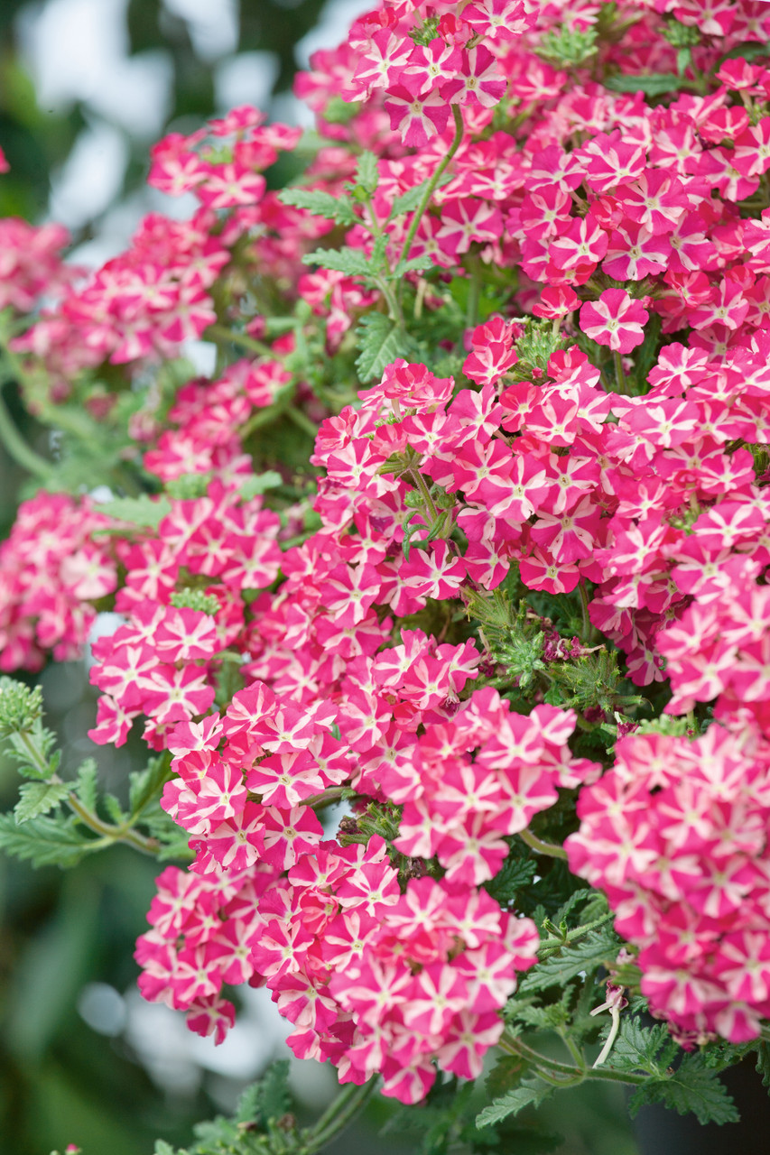 Verbena Voodoo Pink Star | J Parker Dutch Bulbs