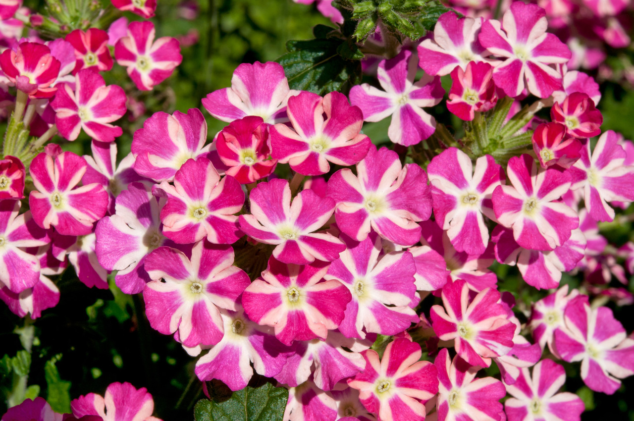 Verbena Voodoo Pink Star | J Parker Dutch Bulbs